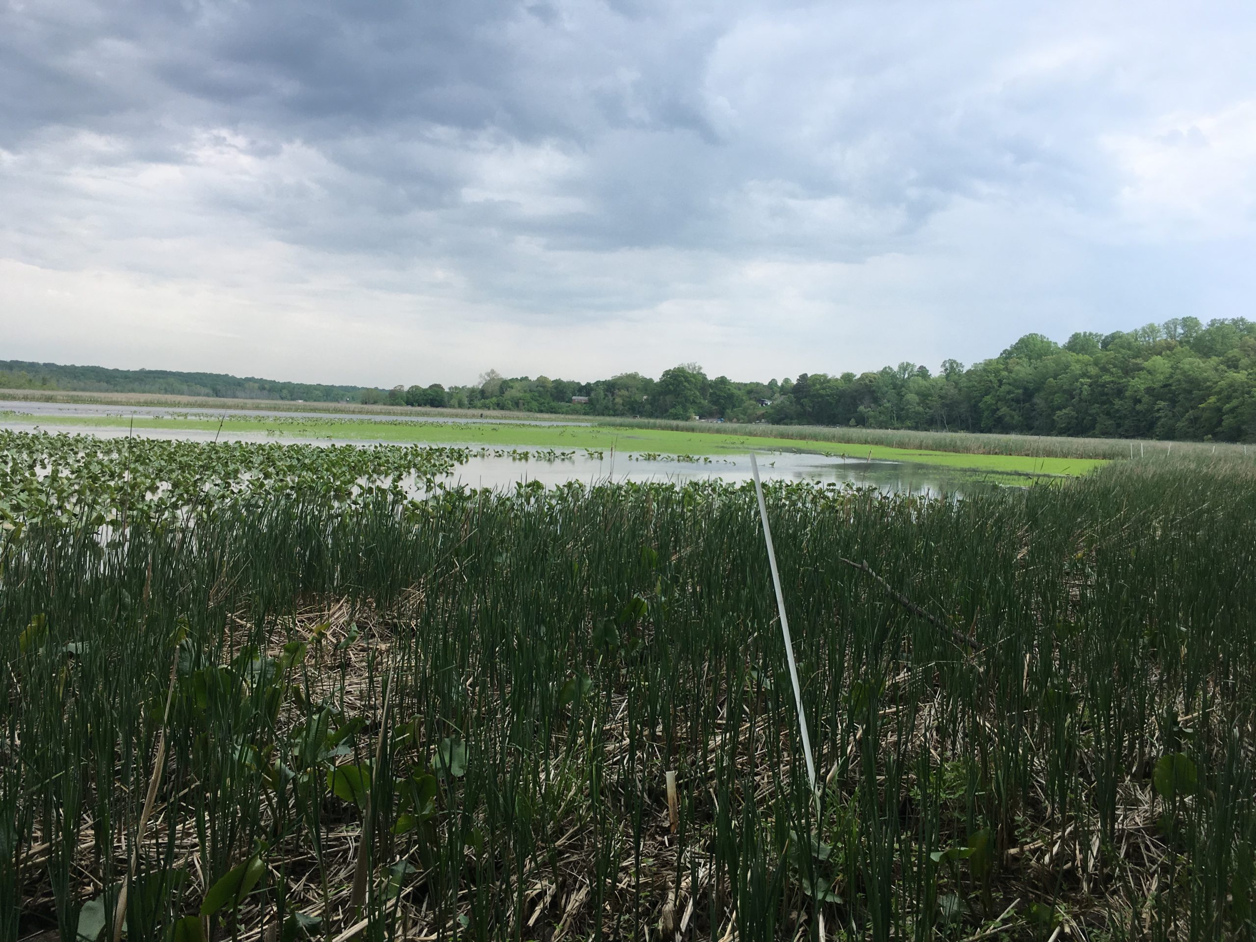 Cancelled: FREE Guided Tour: Discover Jug Bay Wetlands Sanctuary ...