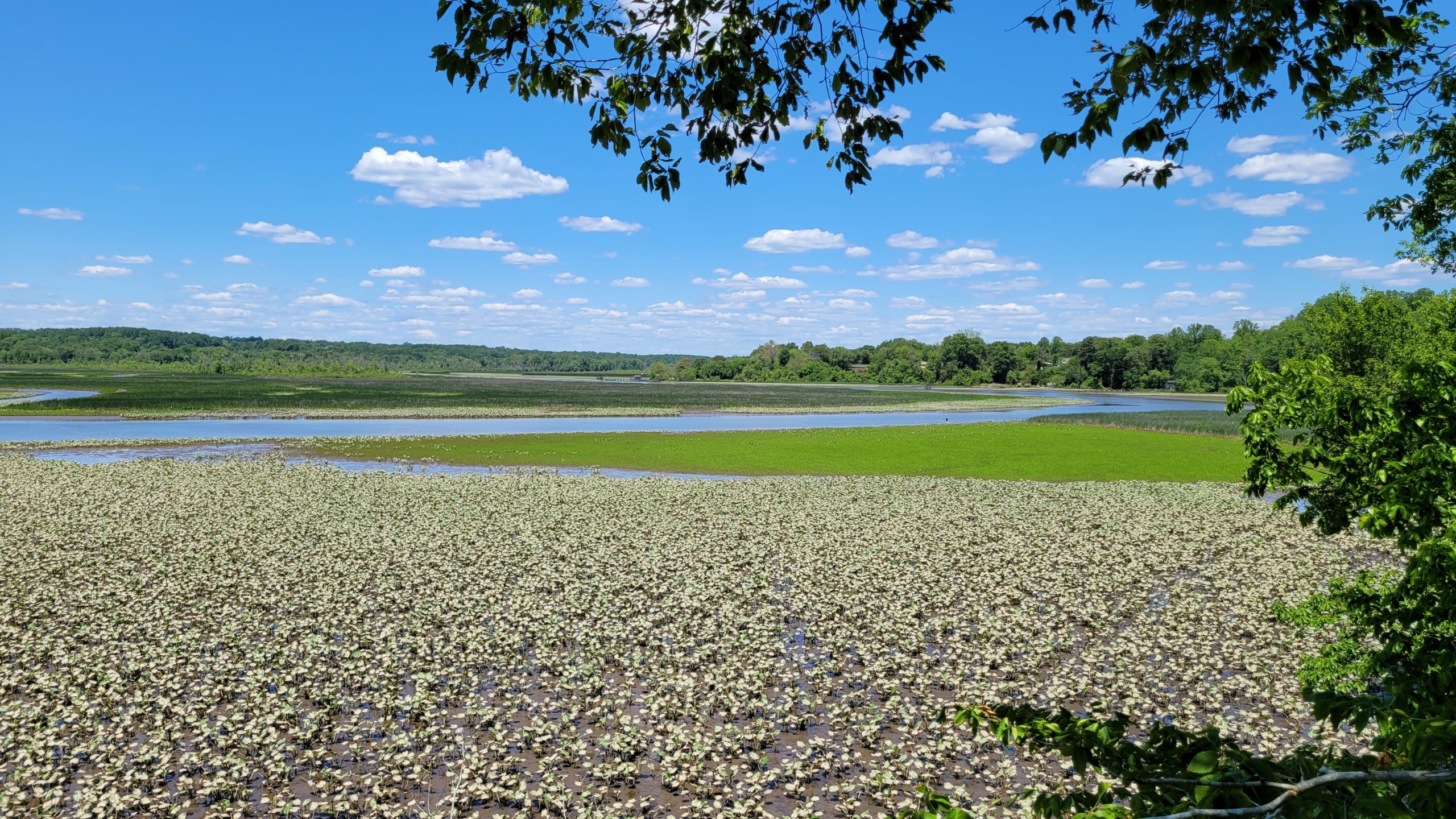 FREE Guided Tour: Discover Jug Bay Wetlands Sanctuary - JugBay Wetlands ...