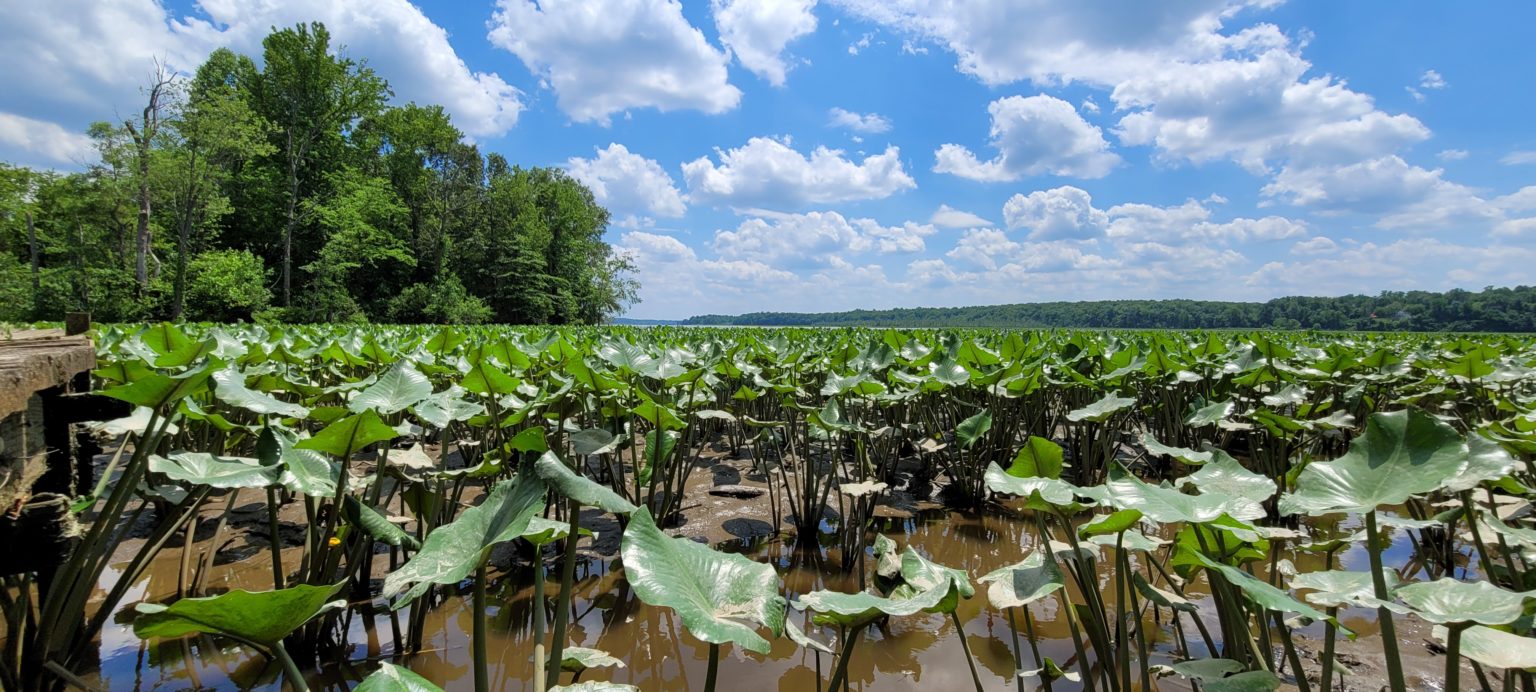 FREE Guided Tour: Discover Jug Bay Wetlands Sanctuary - JugBay Wetlands ...