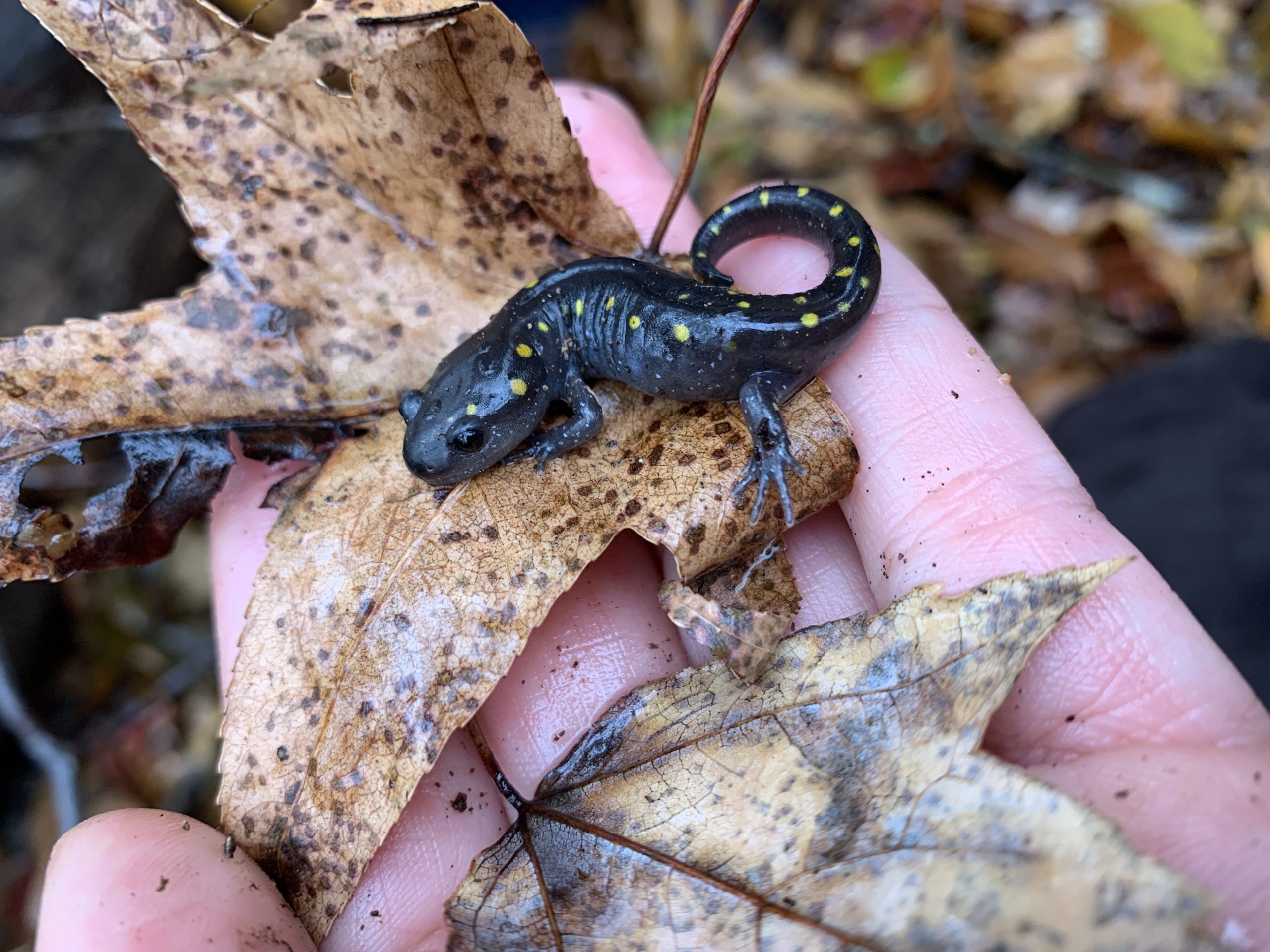Become a Vernal Pool Monitor - JugBay Wetlands Sanctuary