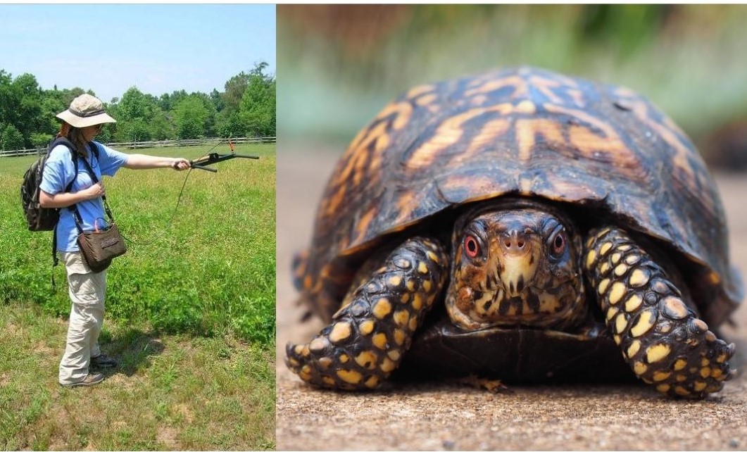 Turtle Telemetry Volunteer Training Workshop - JugBay Wetlands Sanctuary