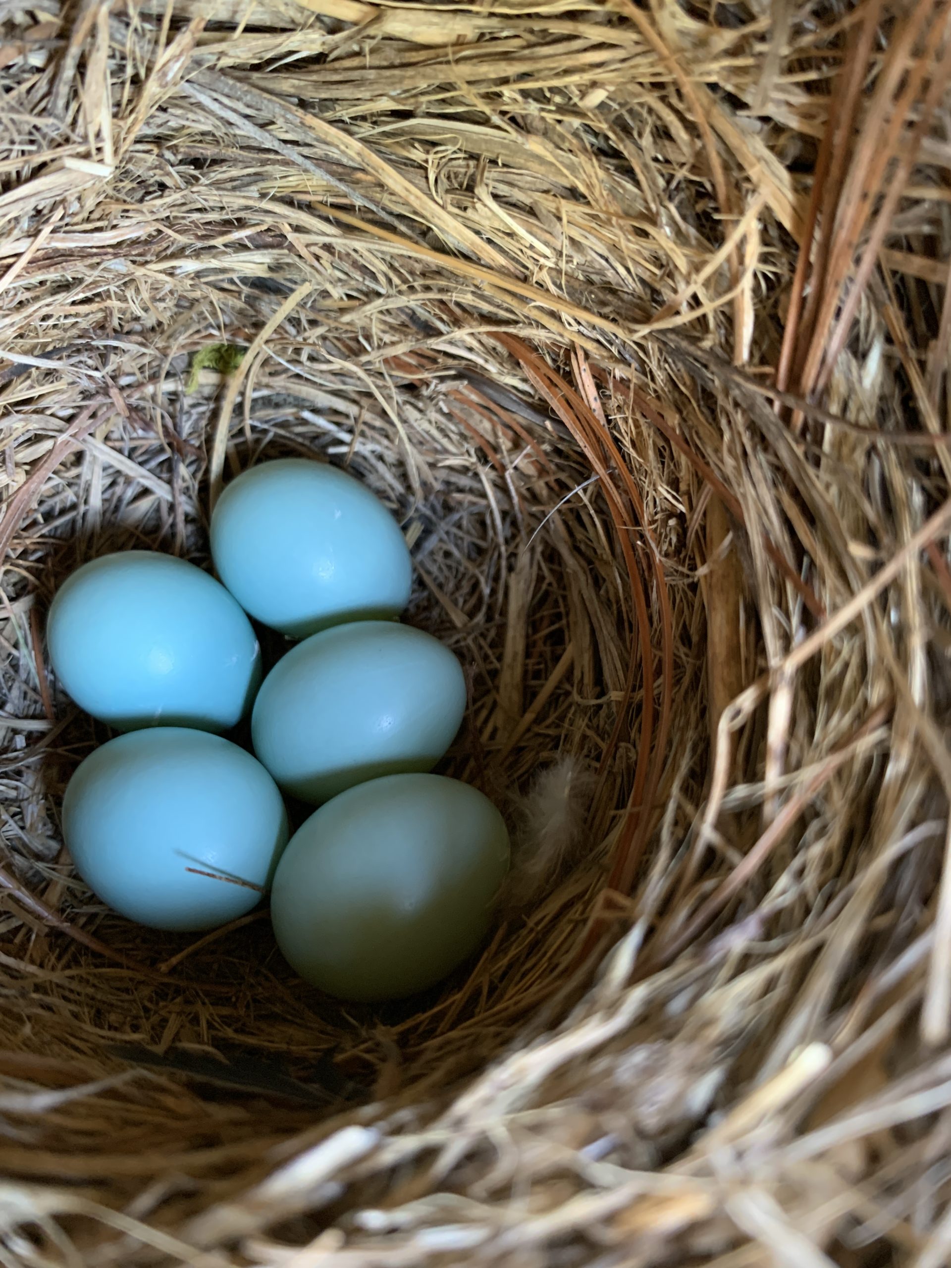 Become a Bluebird Nest Box Monitor - JugBay Wetlands Sanctuary